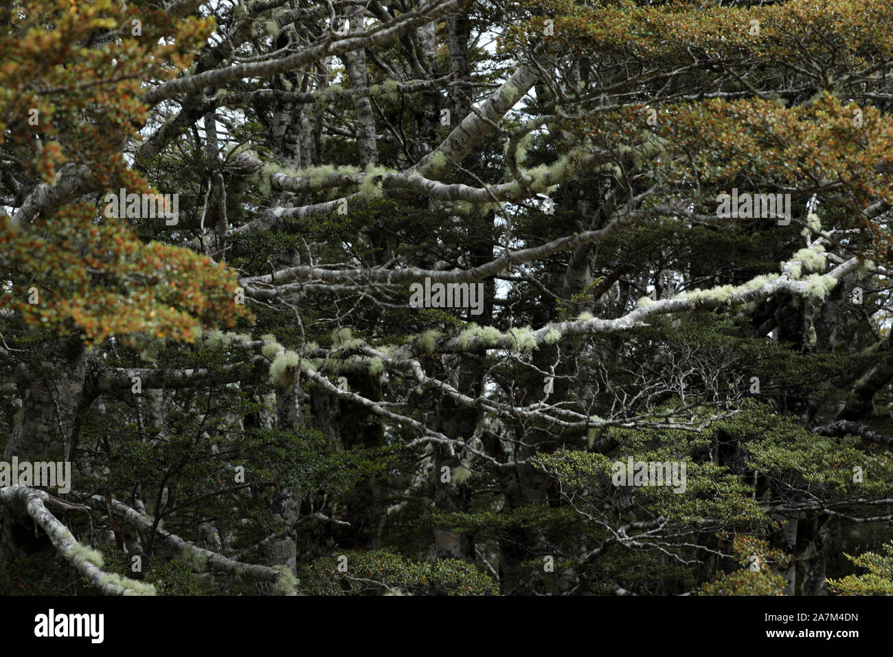 Lichen plant in New Zealand Stock Photo - Alamy