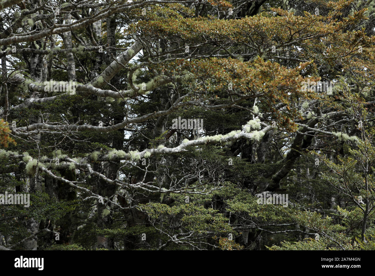 Lichen plant in New Zealand Stock Photo - Alamy