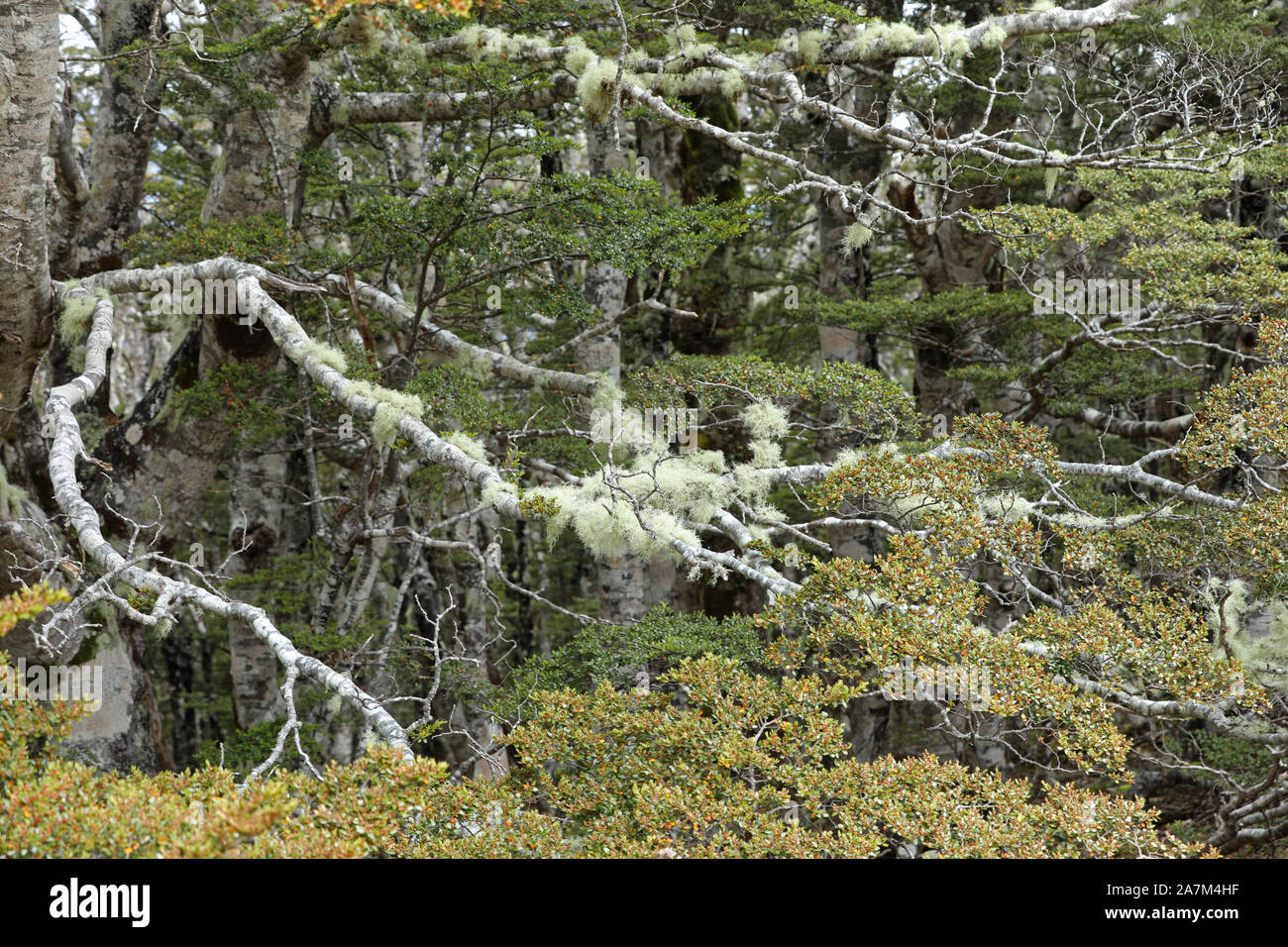 Lichen plant in New Zealand Stock Photo - Alamy