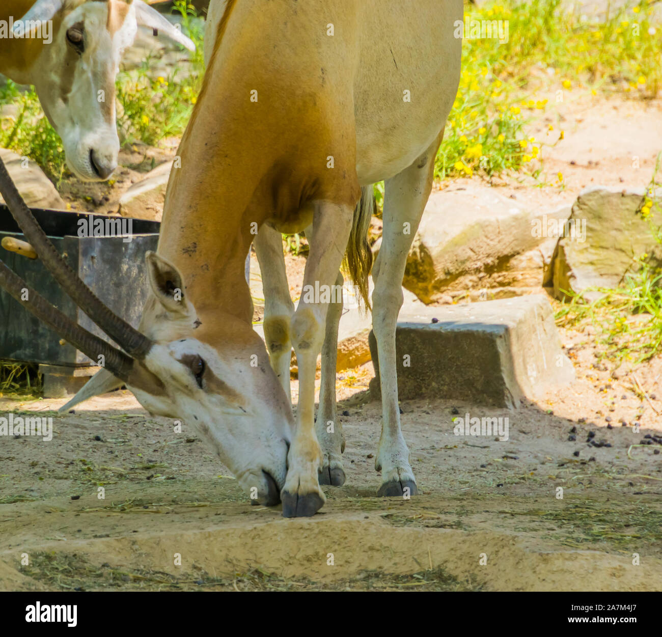Horned ruminants hi-res stock photography and images - Alamy