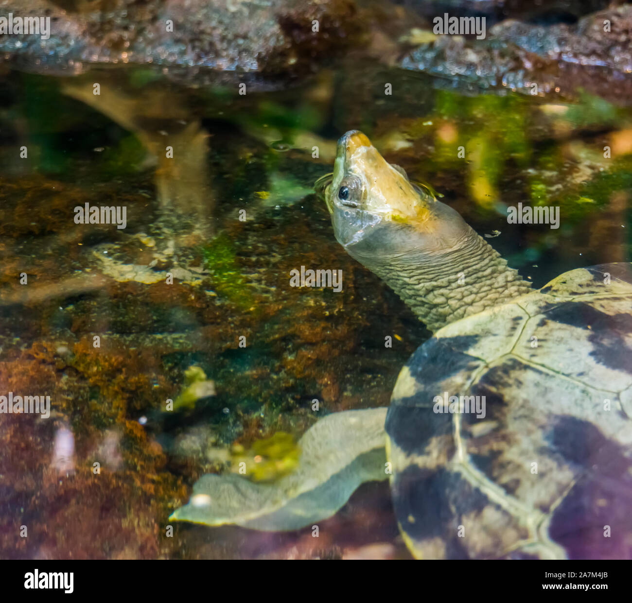closeup of a malaysian painted terrapin in the water, big tropical ...