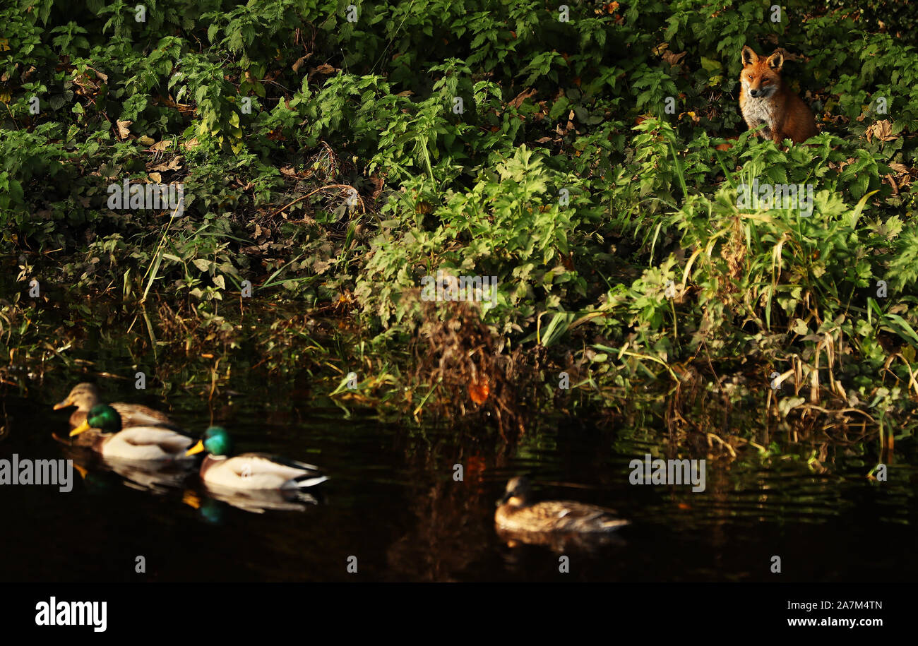 Ducks on the dodder river in dublin hi-res stock photography and images ...