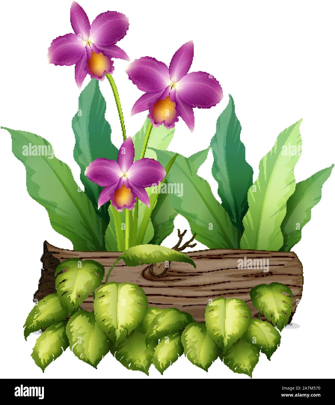 Purple orchid flowers and log on white background illustration Stock ...