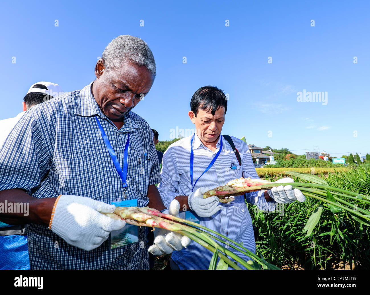 Ginger staff hi-res stock photography and images - Alamy