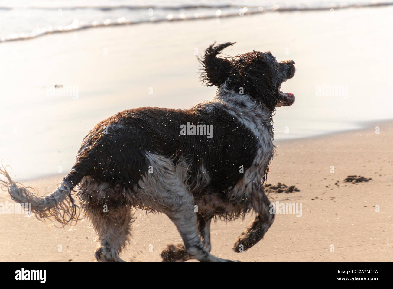 A dog having fun running on the beach Stock Photo - Alamy