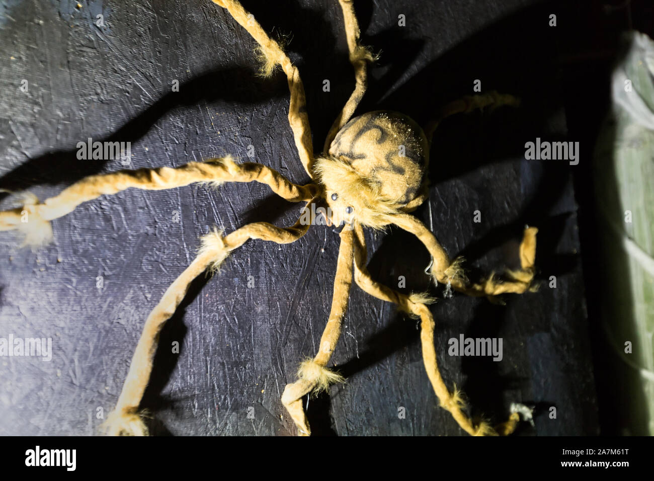 Crawl stalking hi-res stock photography and images - Alamy