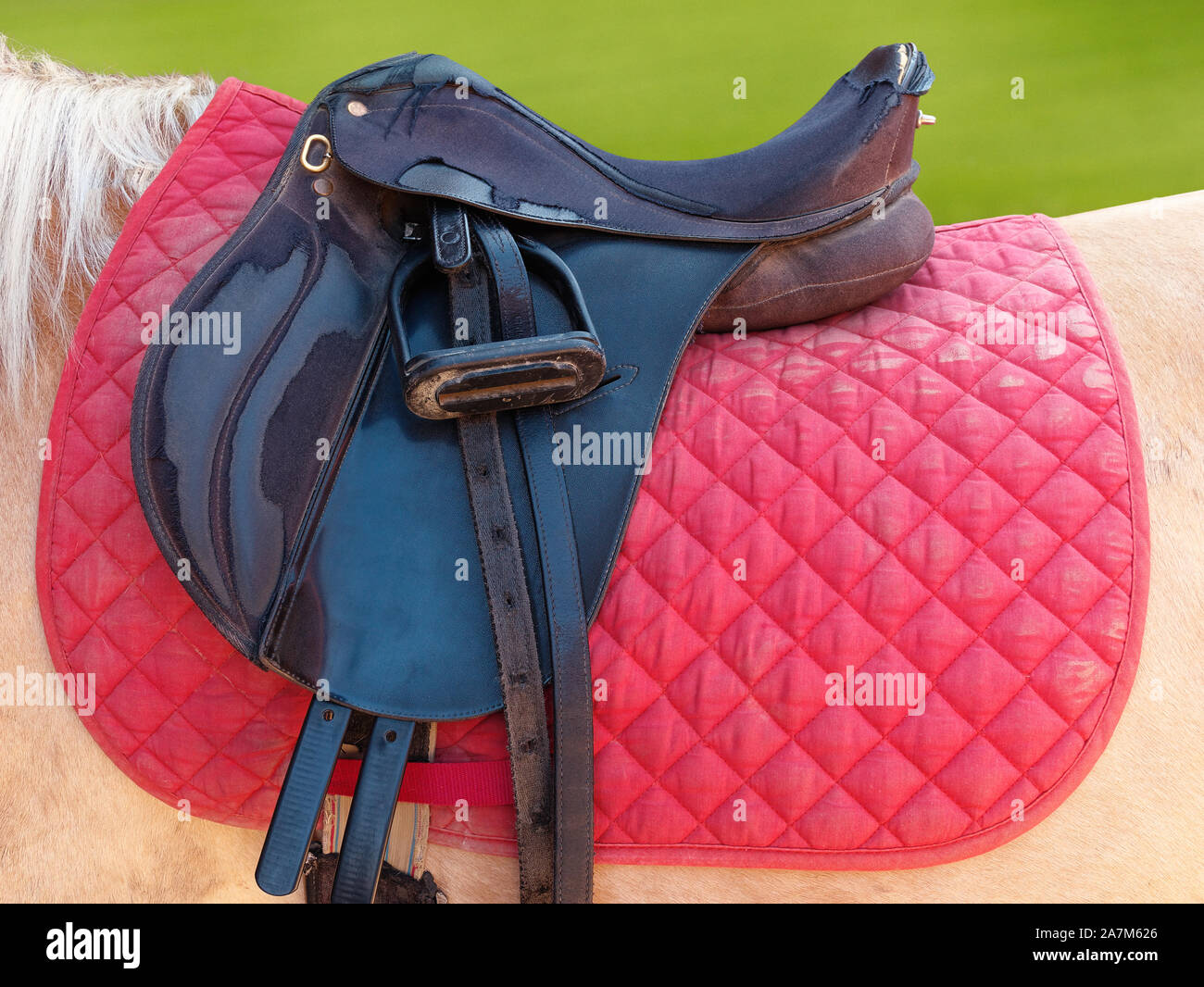 Saddle girth hi-res stock photography and images - Alamy