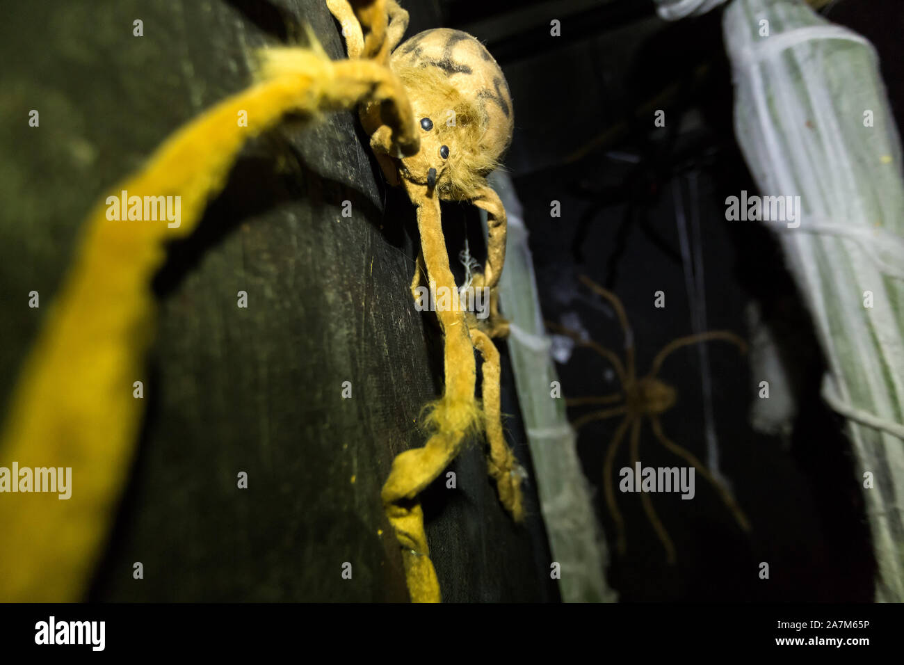 Creepy hairy spiders crawl on walls stalking prey Stock Photo - Alamy