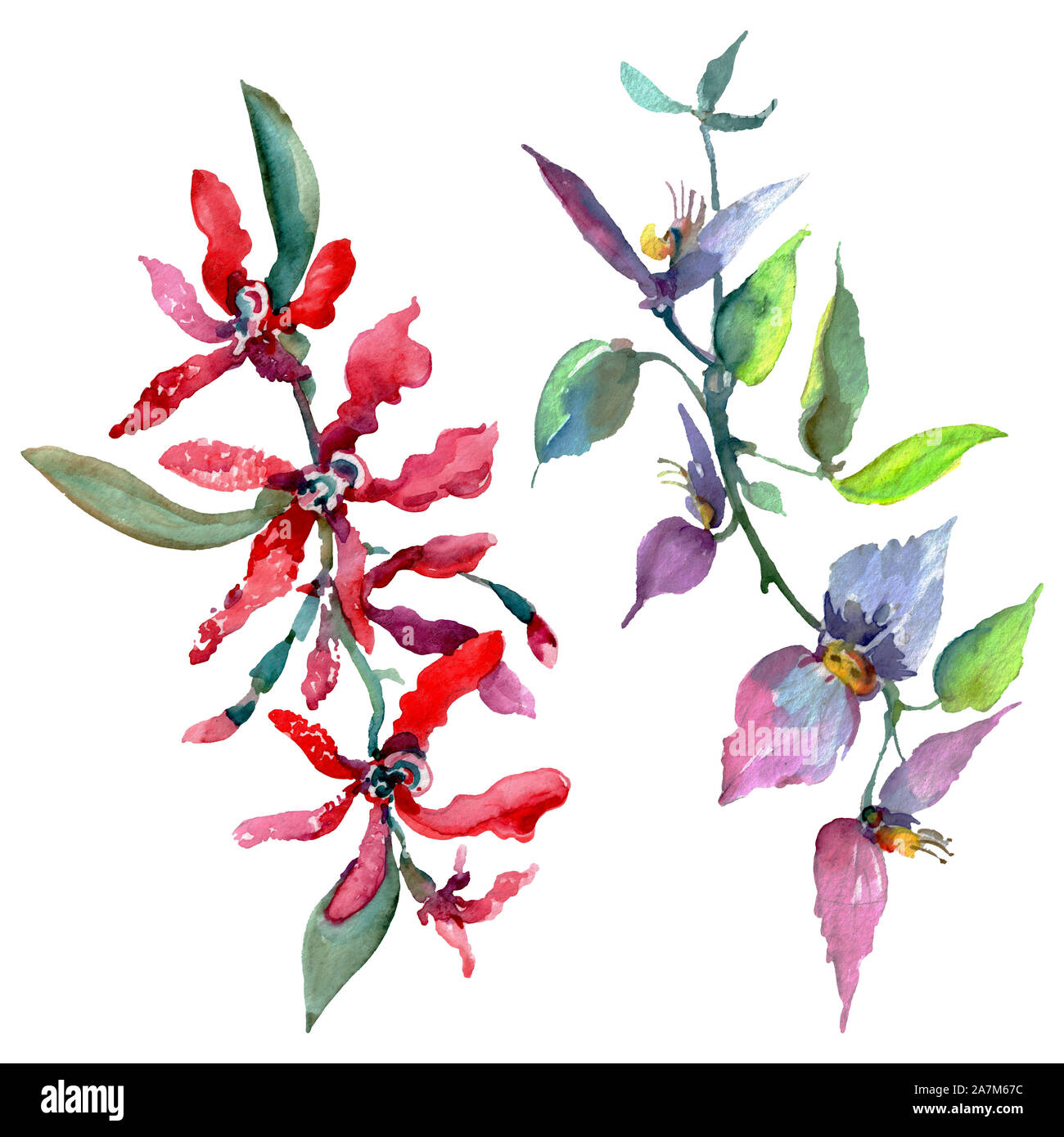 Bouquet floral botanical flowers. Watercolor background illustration ...