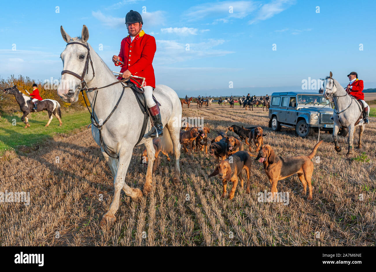 Bloodhound 2017 hi-res stock photography and images - Alamy