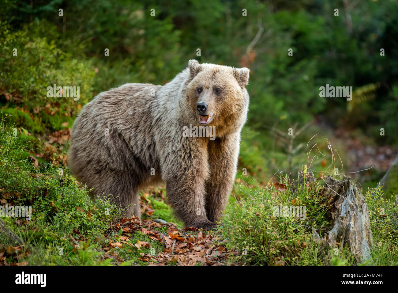 Bear in yellow forest. Autumn trees with bear, Ursus arctos, fall ...