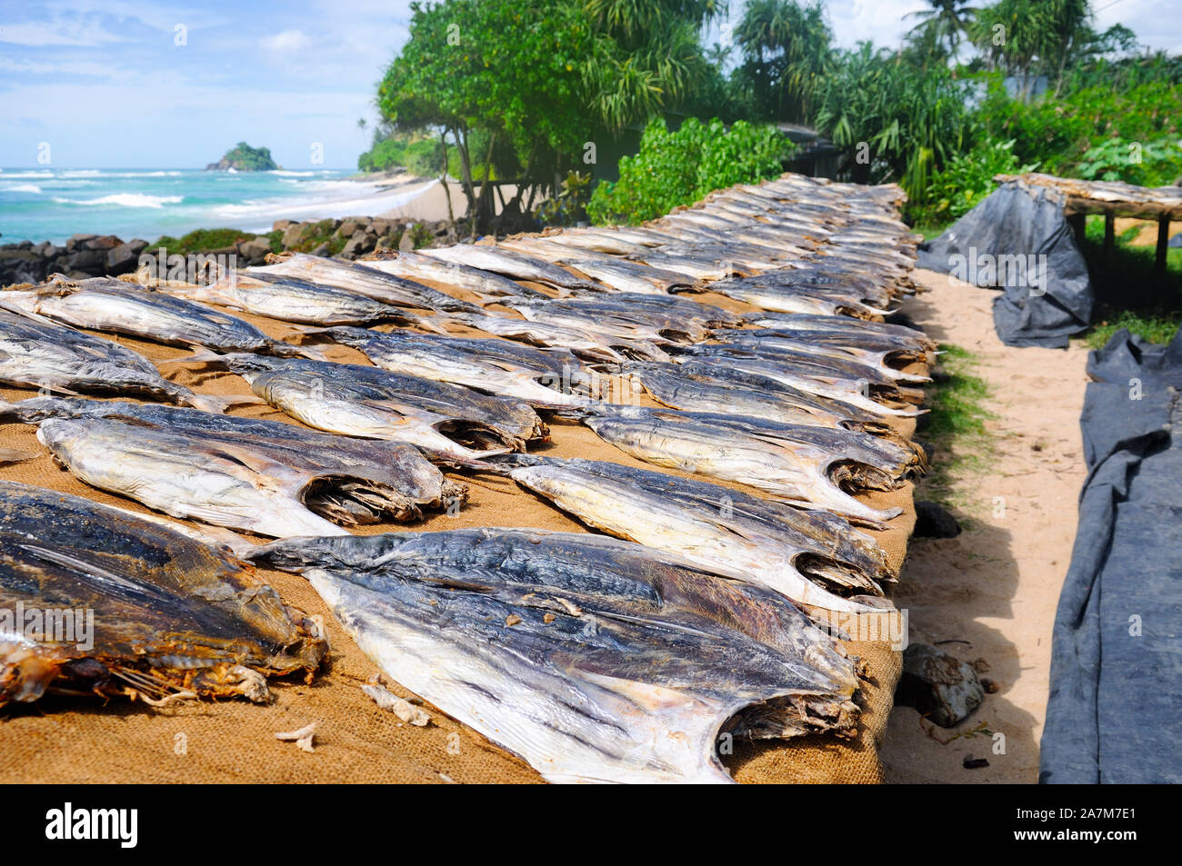 Drying fish under the sun on the beach of Sri Lanka. Counters with ...