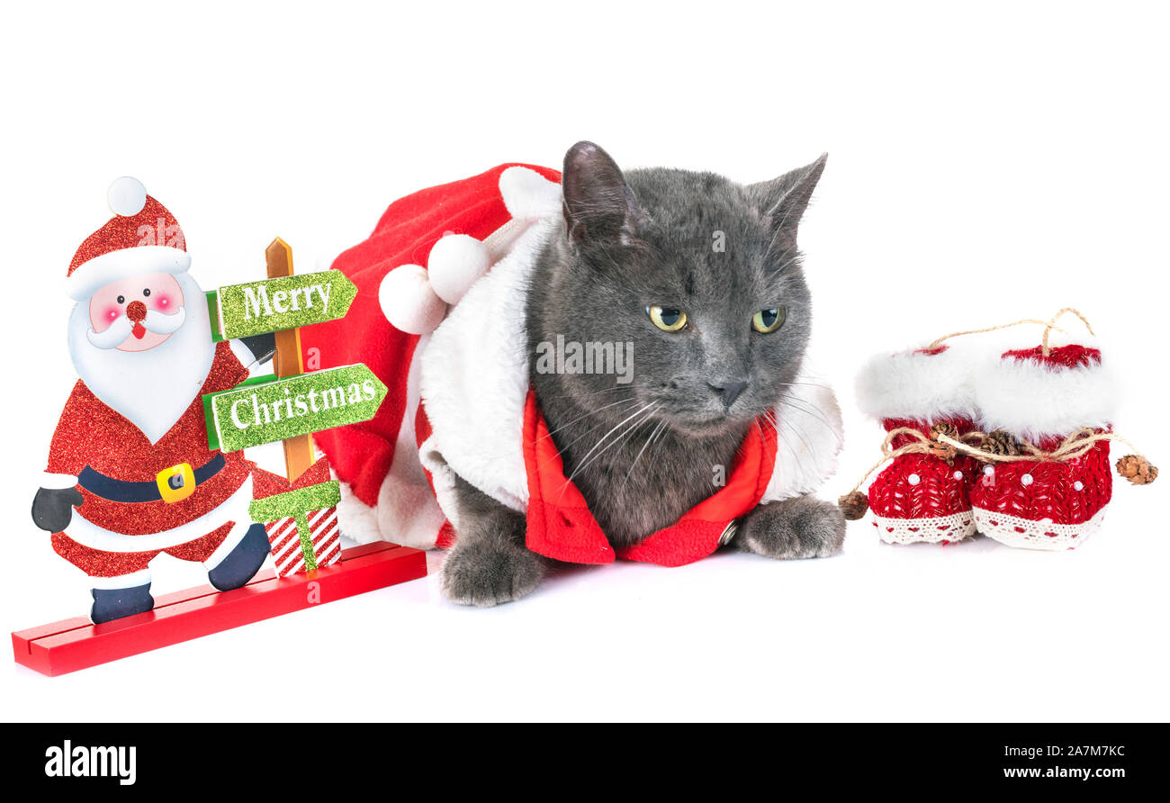 Chartreux cat in front of white background Stock Photo - Alamy