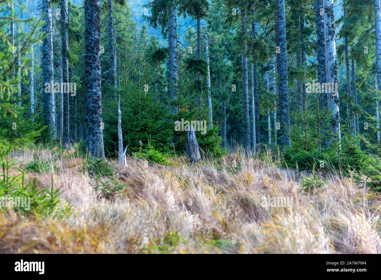 Pine forest in autumn with dry grass on the mountain slope in a nature ...