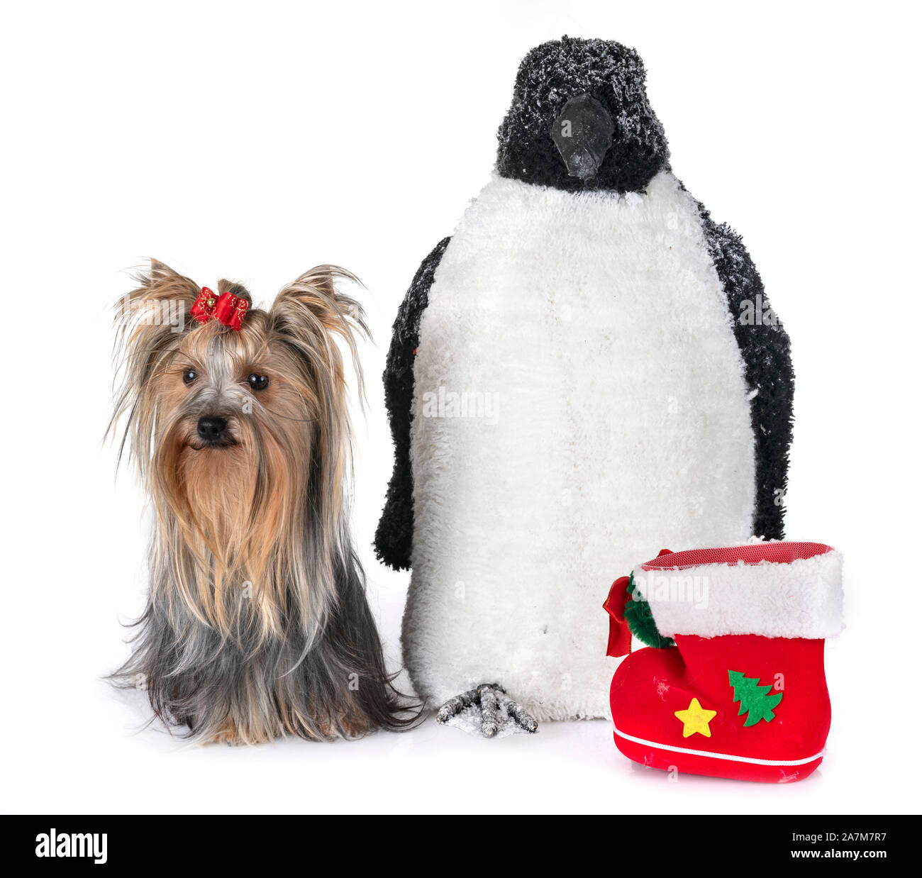 yorkshire terrier and christmas in front of white background Stock ...
