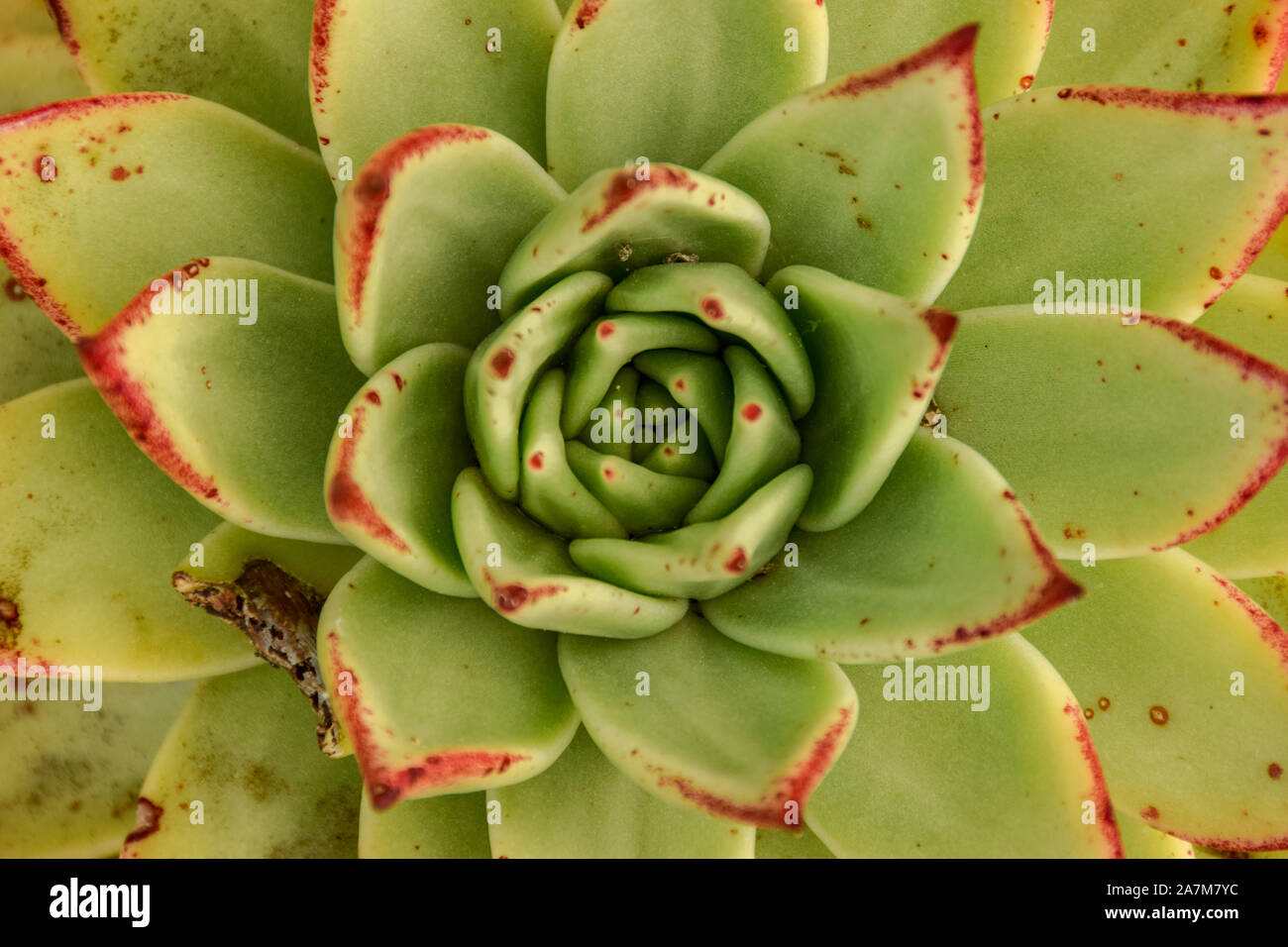 Succulent close up Stock Photo - Alamy