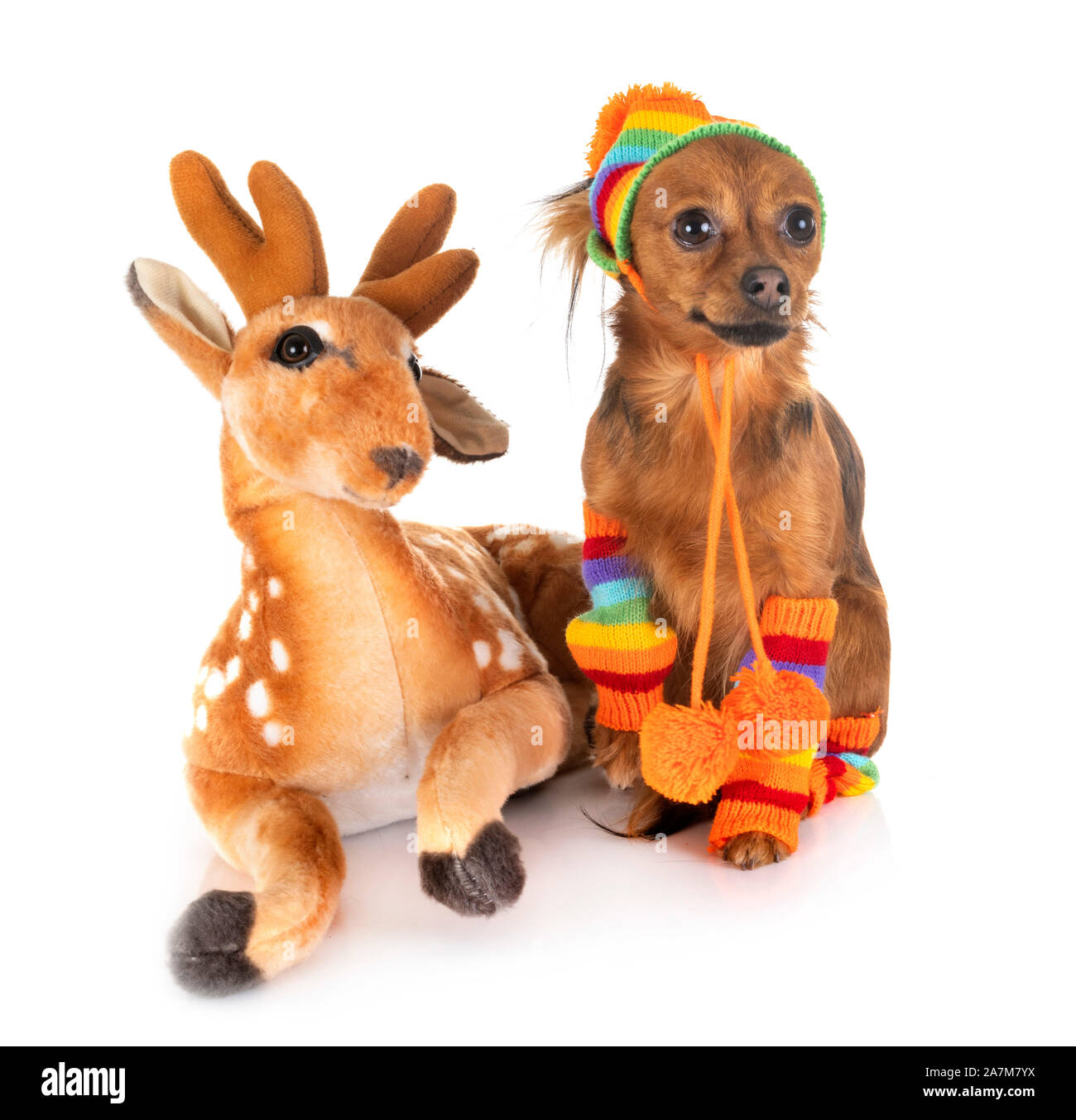 Russkiy toy hi-res stock photography and images - Alamy