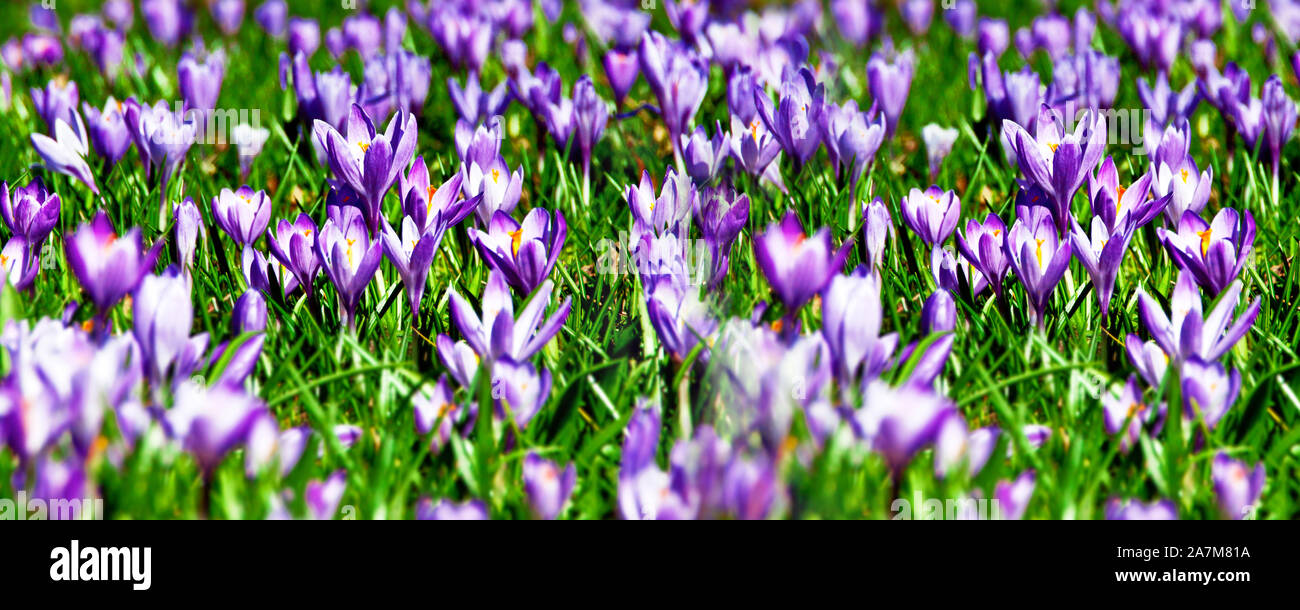 Blue crocuses field as background banner Stock Photo - Alamy