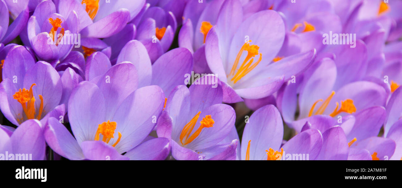 Blue crocuses close-up as background banner Stock Photo - Alamy