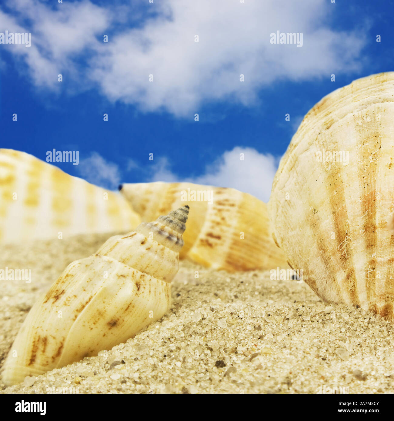Holiday shells and beach with sky background Stock Photo - Alamy