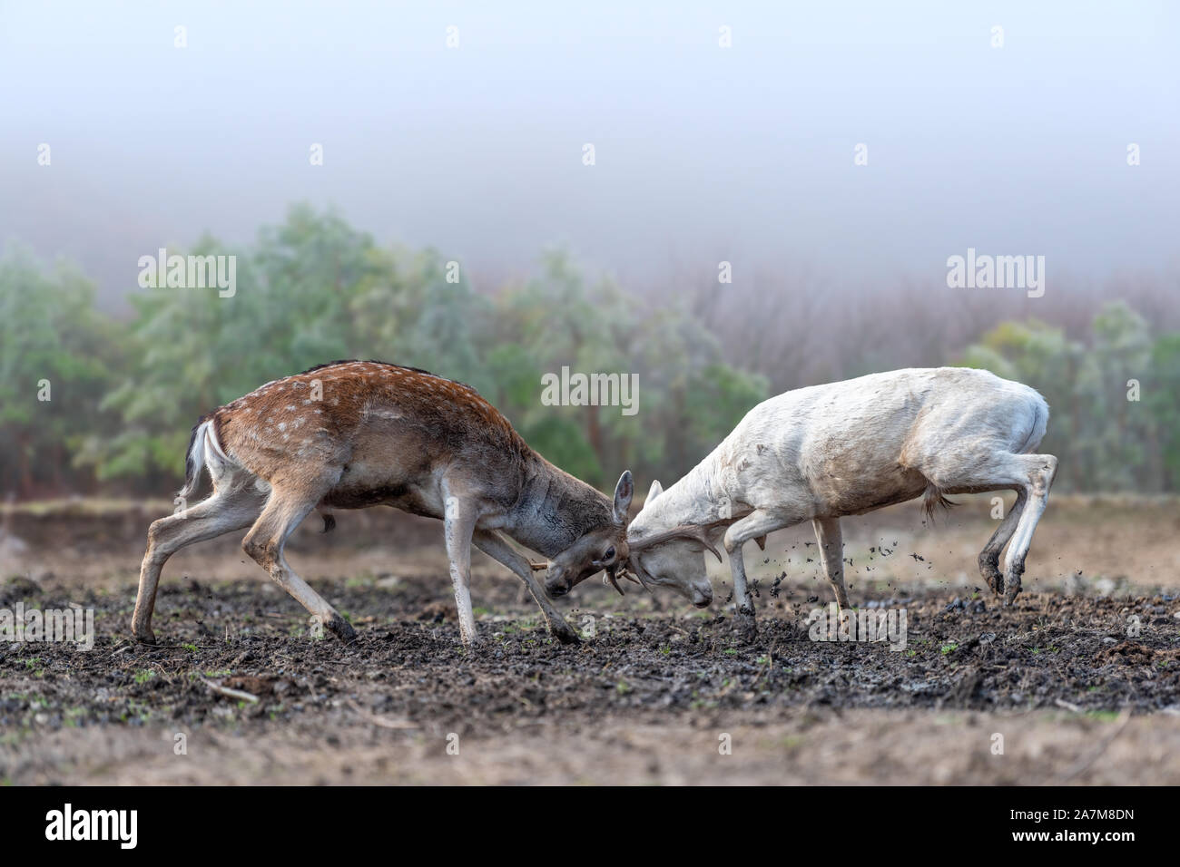 Young deer fighting hi-res stock photography and images - Alamy