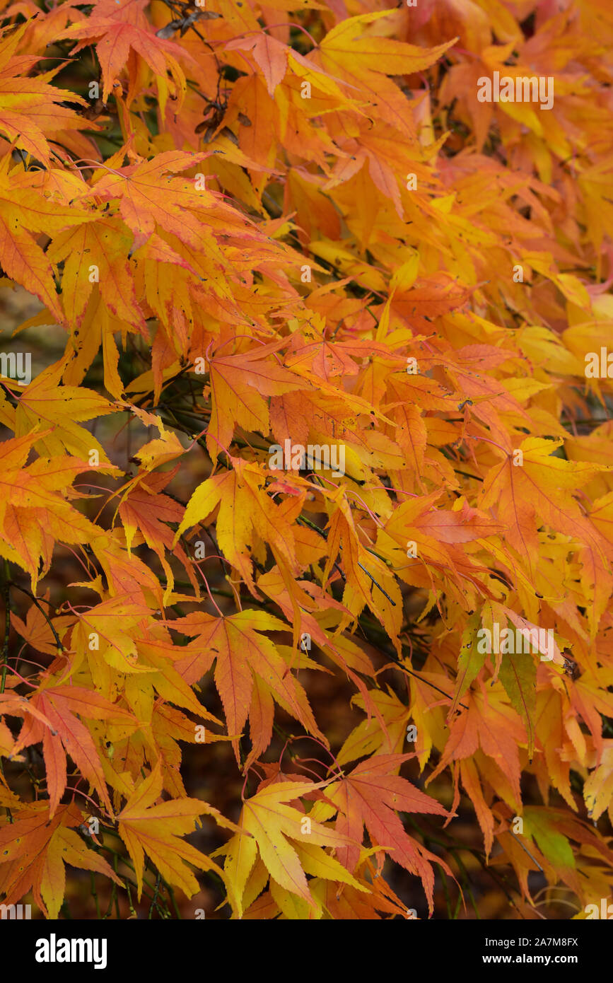 The amber fire colours of a japanese maple, England, U.K Stock Photo ...