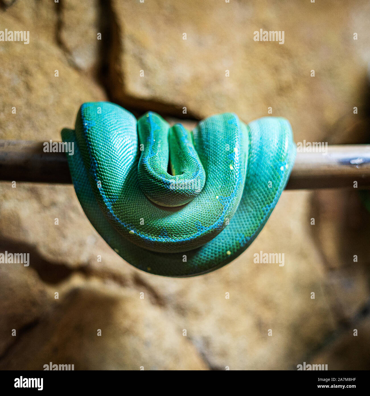 Coiled Snakes Stock Photo Alamy coiled-snakes-stock-photo-alamy