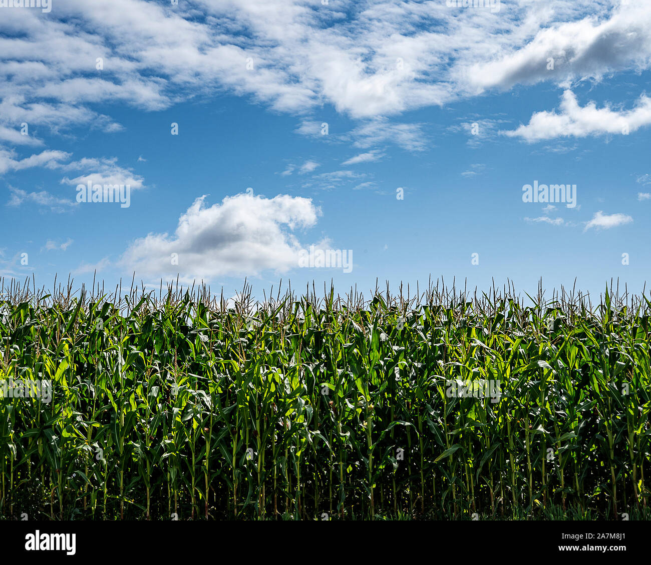 Fields of Corn Stock Photo - Alamy