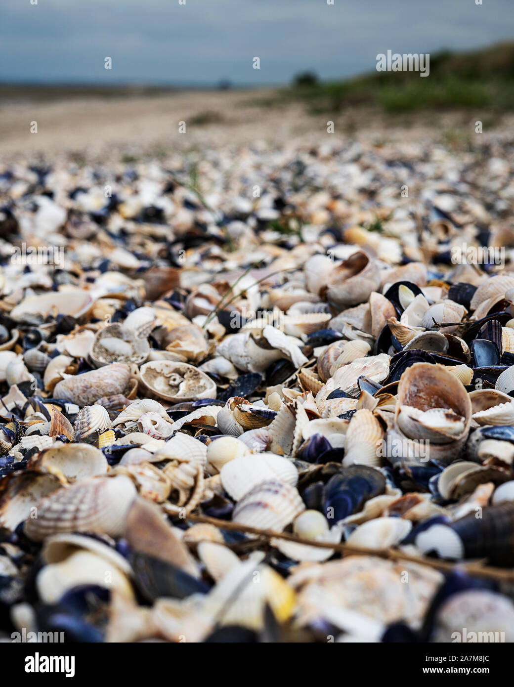 Sea shells on the beach Stock Photo - Alamy