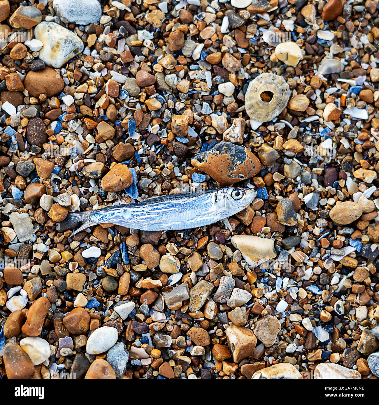 Fishes on the beach Stock Photo - Alamy