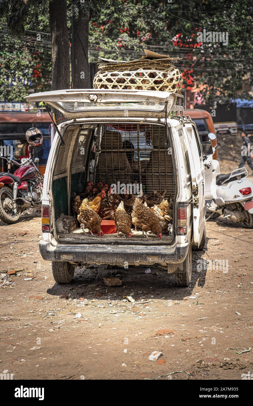 Chickens And Vintage Chicken Coop High Resolution Stock Photography and ...