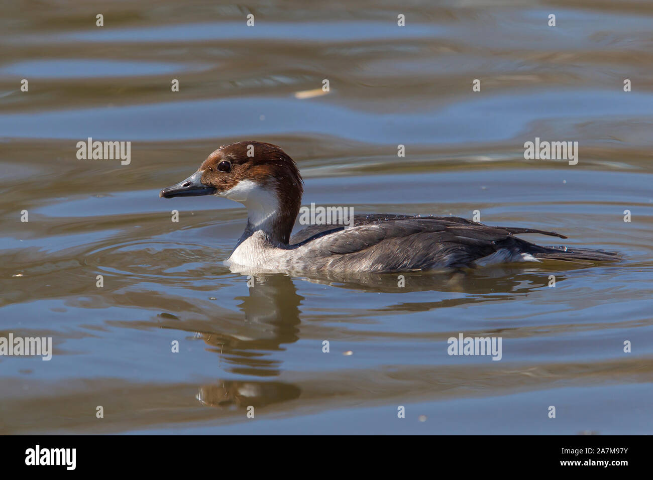 Detailed close up of female smew (Mergellus albellus) isolated outdoors ...