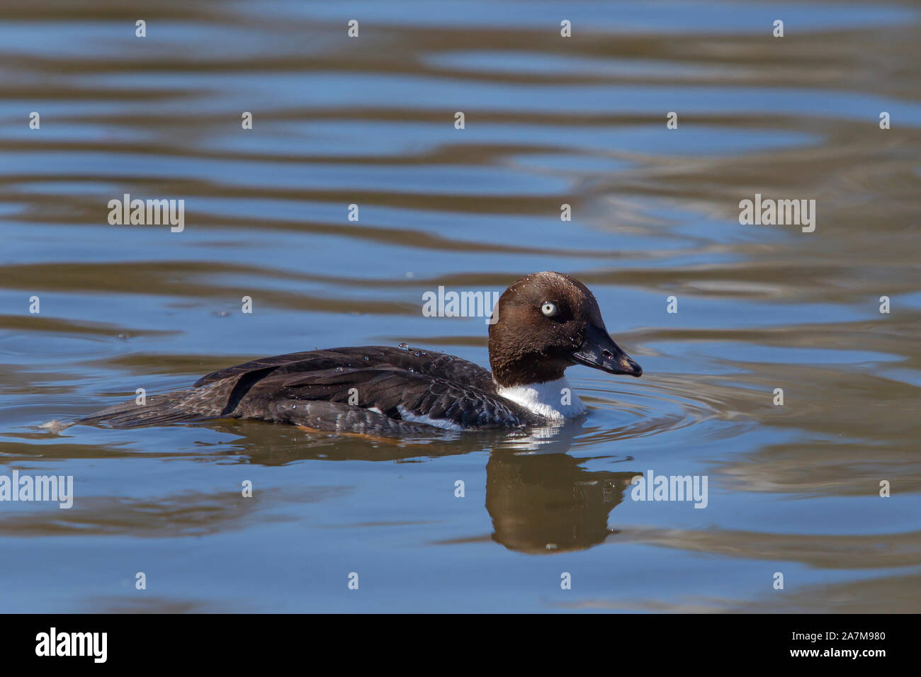 Female goldeneye duck hi-res stock photography and images - Alamy