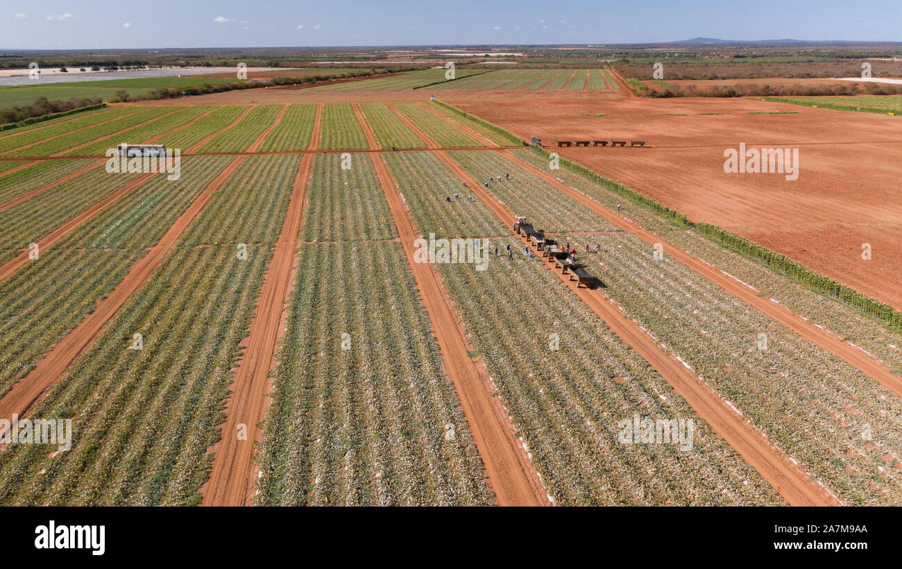 Brazilian fruit and palm tree farm shot from above with a drone showing ...