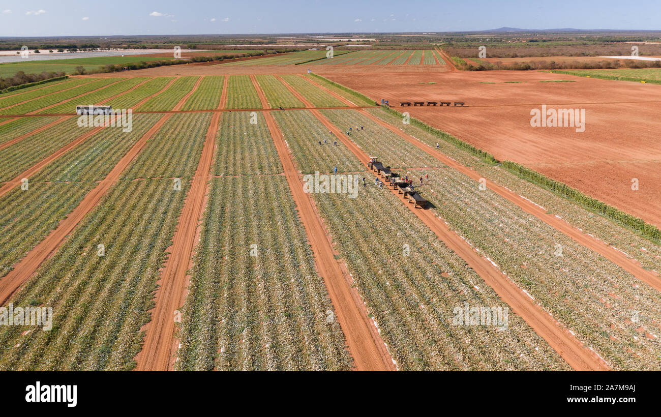 Palm tree farm hi-res stock photography and images - Alamy