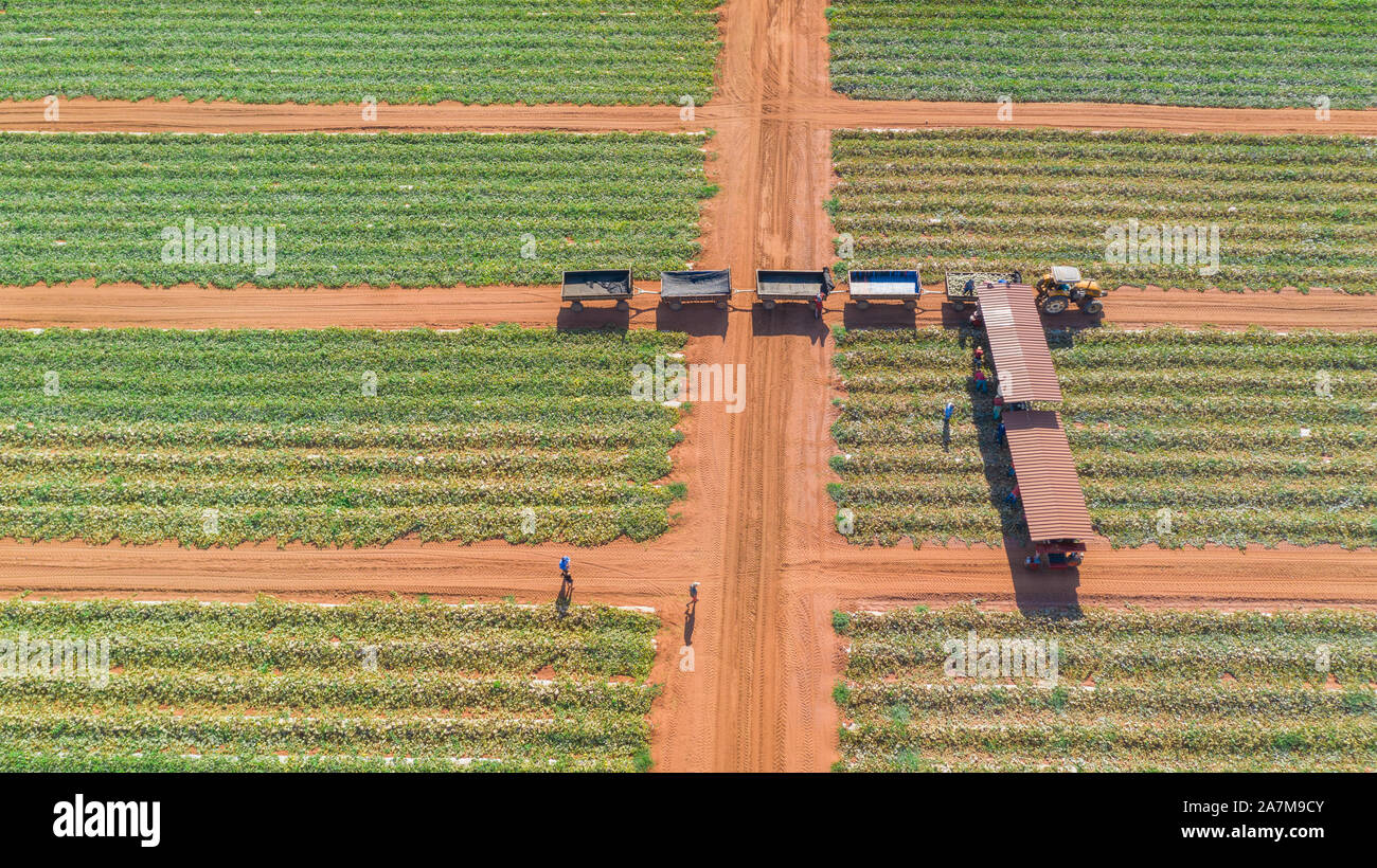 Palm tree farm hi-res stock photography and images - Alamy