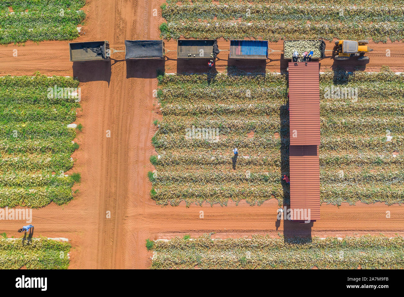 Brazilian fruit and palm tree farm shot from above with a drone showing ...