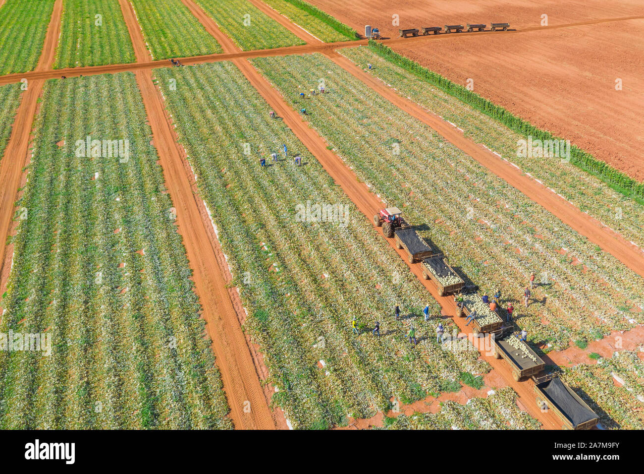 Brazilian fruit and palm tree farm shot from above with a drone showing ...
