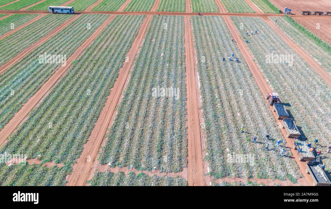 Brazilian fruit and palm tree farm shot from above with a drone showing ...
