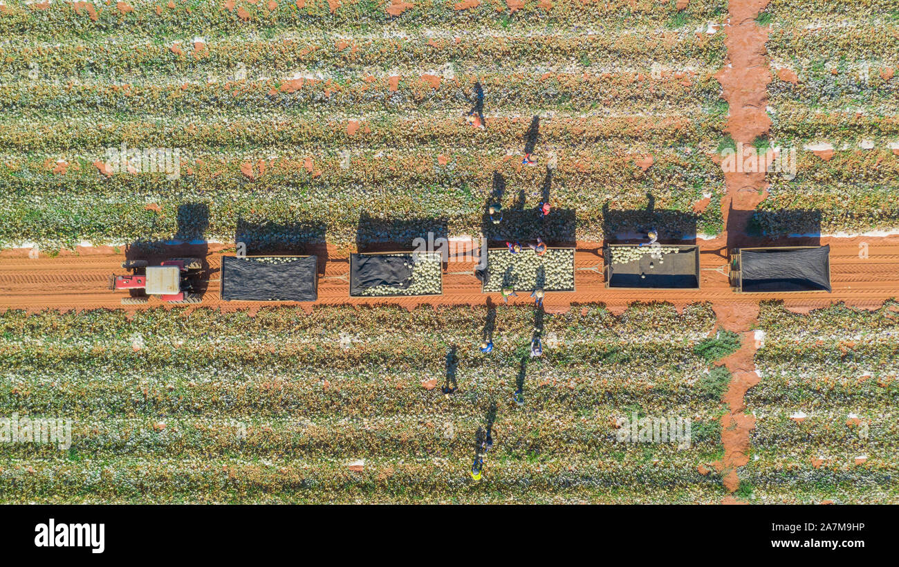 Brazilian fruit and palm tree farm shot from above with a drone showing ...