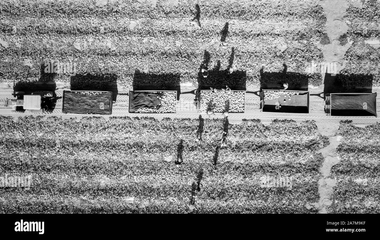 Drone harvesting Black and White Stock Photos & Images - Alamy