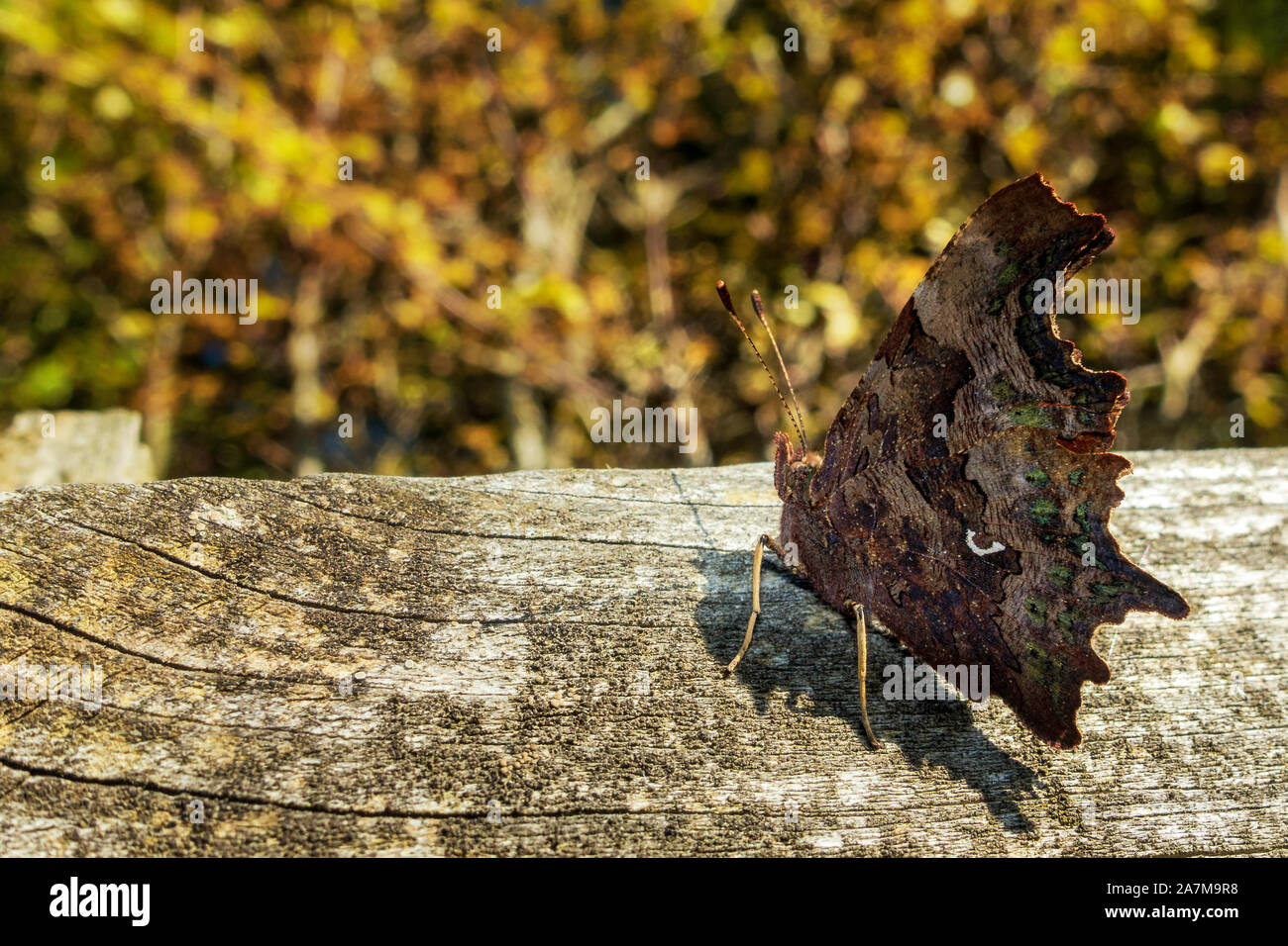 Comma butterfly underwing hi-res stock photography and images - Alamy