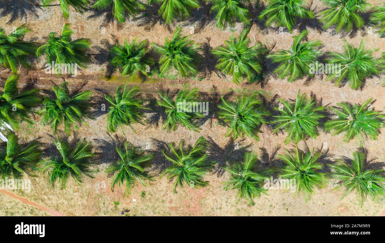 Brazilian fruit and palm tree farm shot from above with a drone showing ...