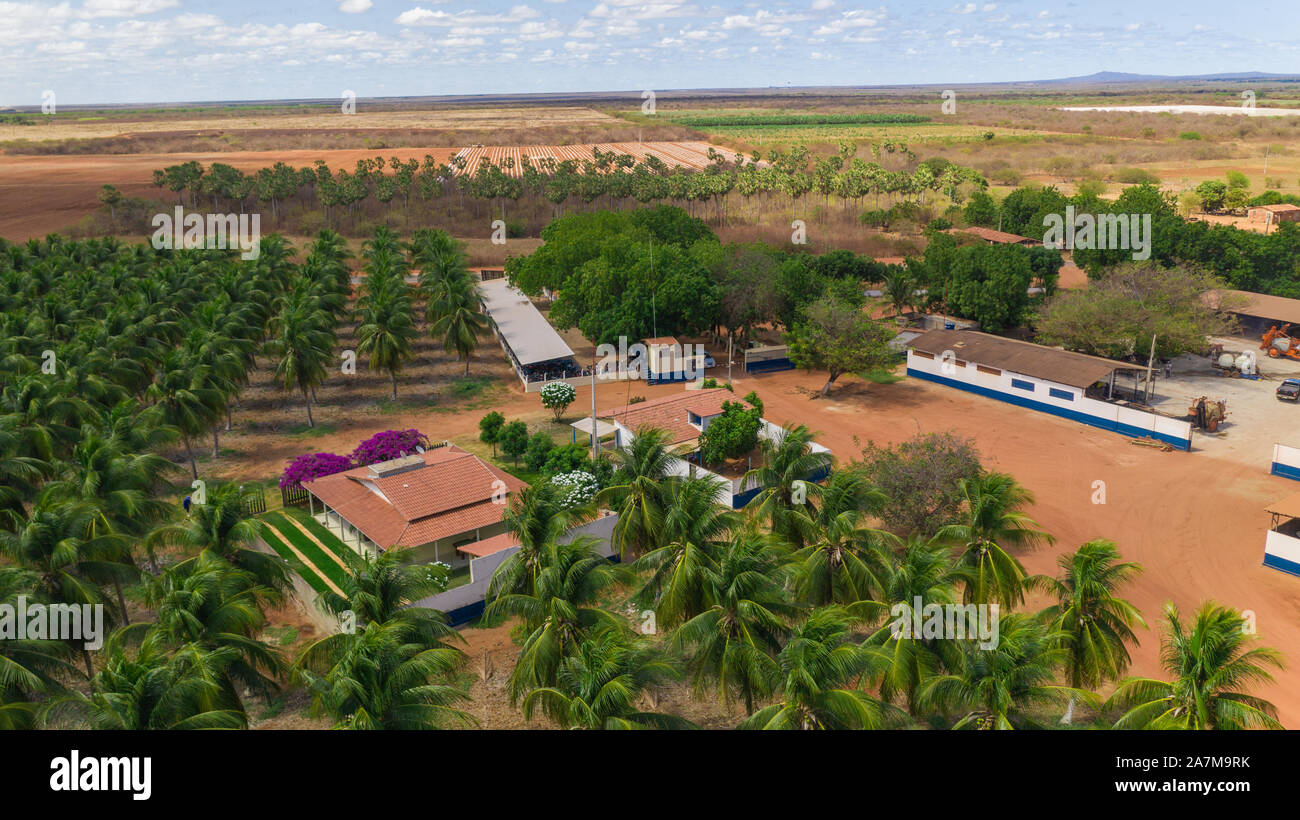 Brazilian fruit and palm tree farm shot from above with a drone showing ...