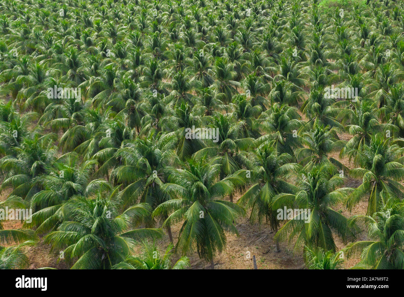 Brazilian fruit and palm tree farm shot from above with a drone showing ...