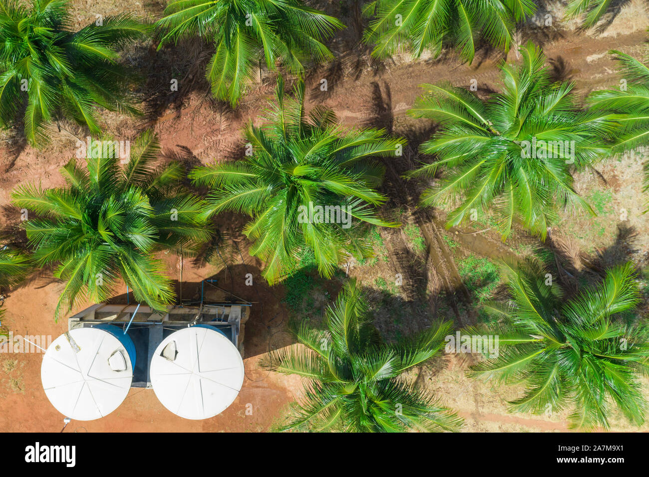Brazilian fruit and palm tree farm shot from above with a drone showing ...