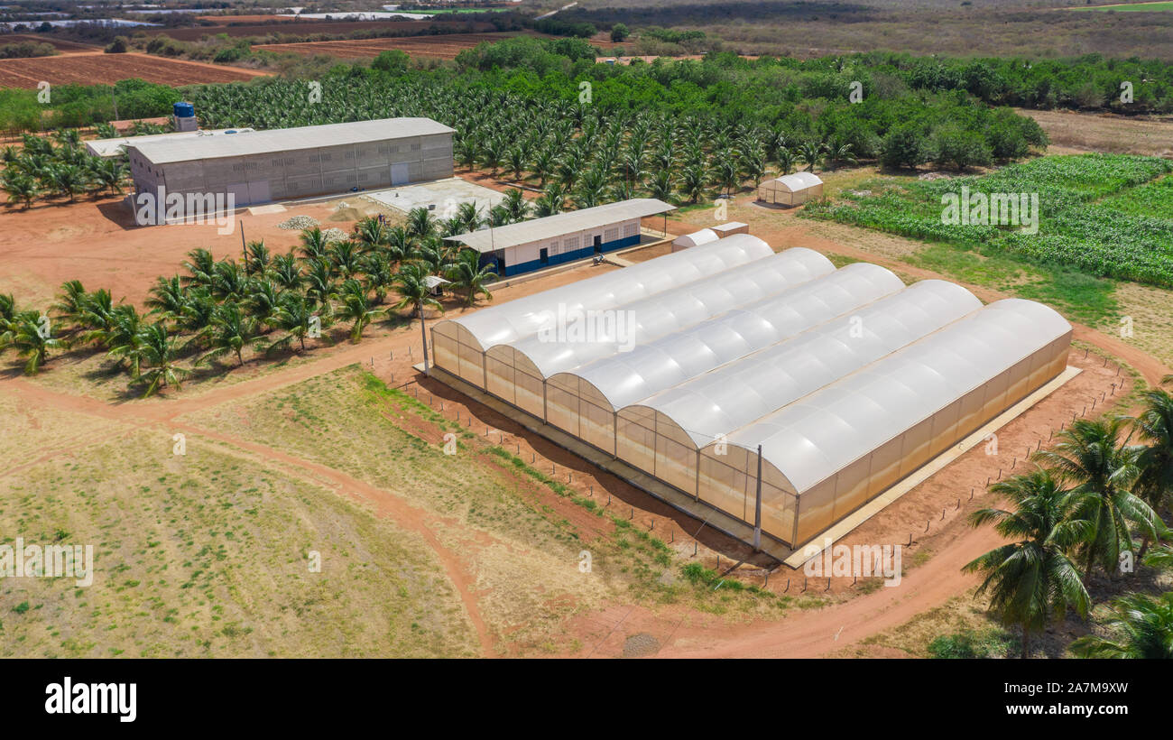 Brazilian fruit and palm tree farm shot from above with a drone showing ...