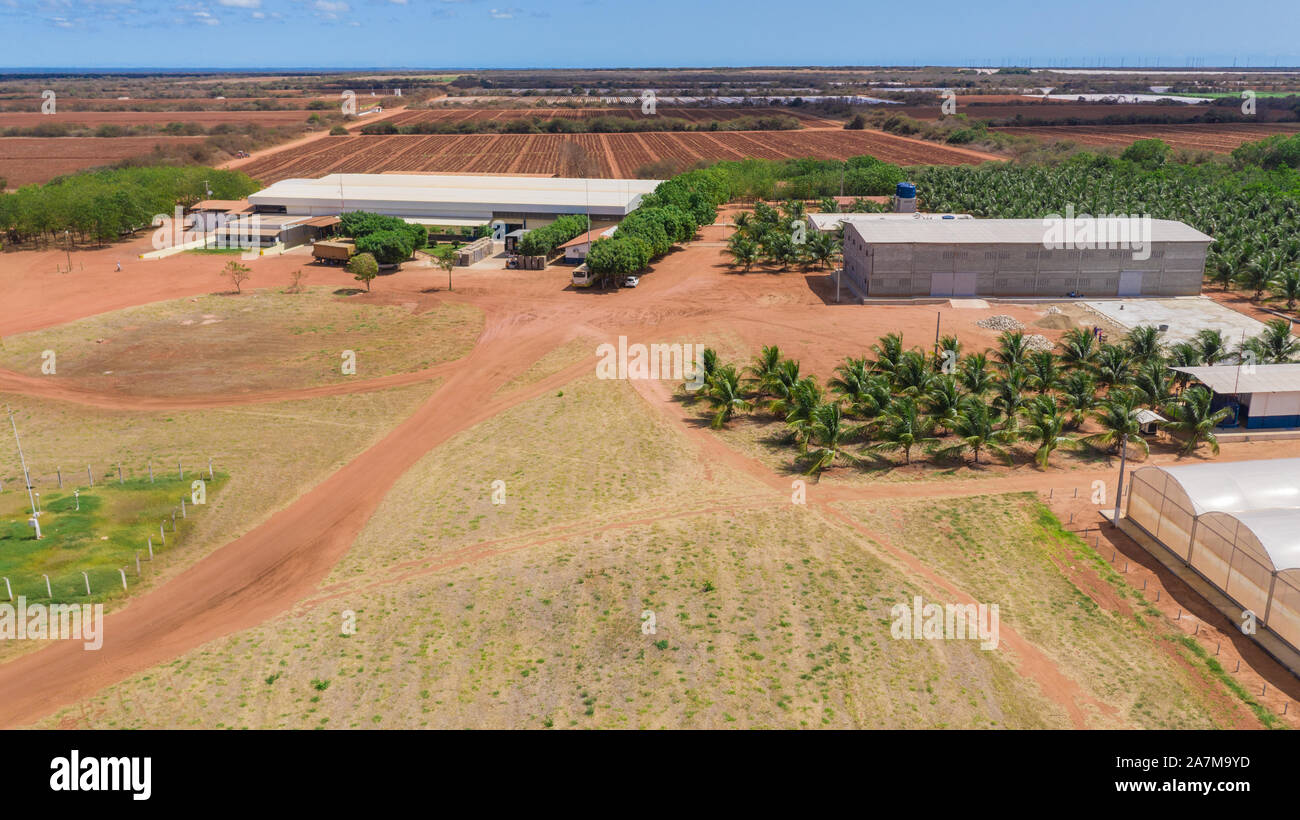 Brazilian fruit and palm tree farm shot from above with a drone showing ...