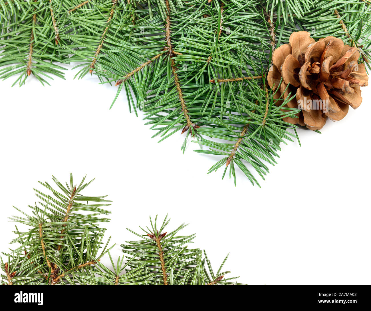 Tree frame hi-res stock photography and images - Alamy