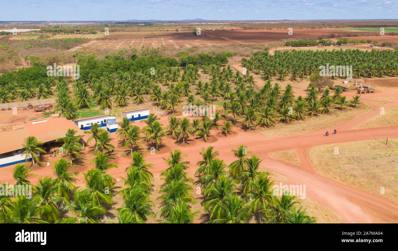 Brazilian fruit and palm tree farm shot from above with a drone showing ...